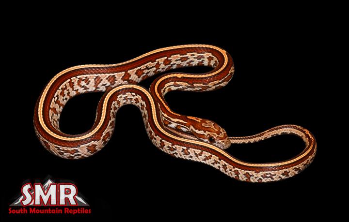 History of the Tessera Mutation – South Mountain Reptiles