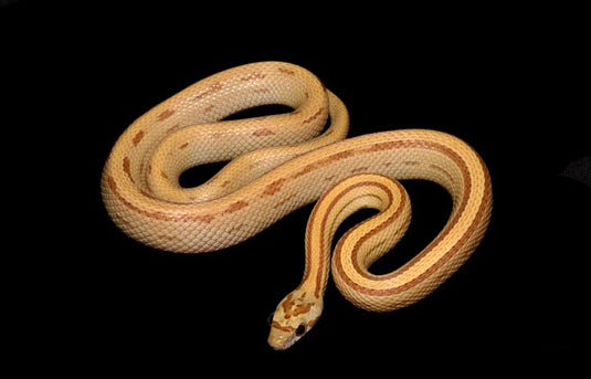 Corn Snakes For Sale - South Mountain Reptiles - Many Morphs Available