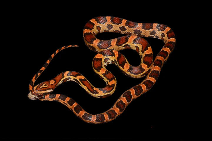 All Available Snakes – Page 3 – South Mountain Reptiles