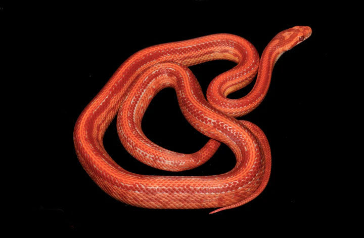 Cherry – South Mountain Reptiles