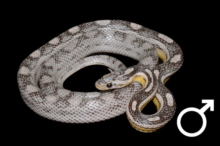 Male Snakes – South Mountain Reptiles