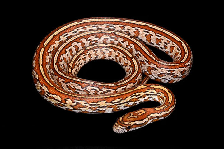 Tessera – South Mountain Reptiles