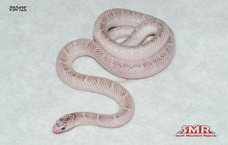 Axanthic Brook's Kingsnake 21" Male – South Mountain Reptiles