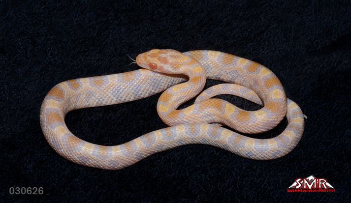 Mandarin 14" Male – South Mountain Reptiles