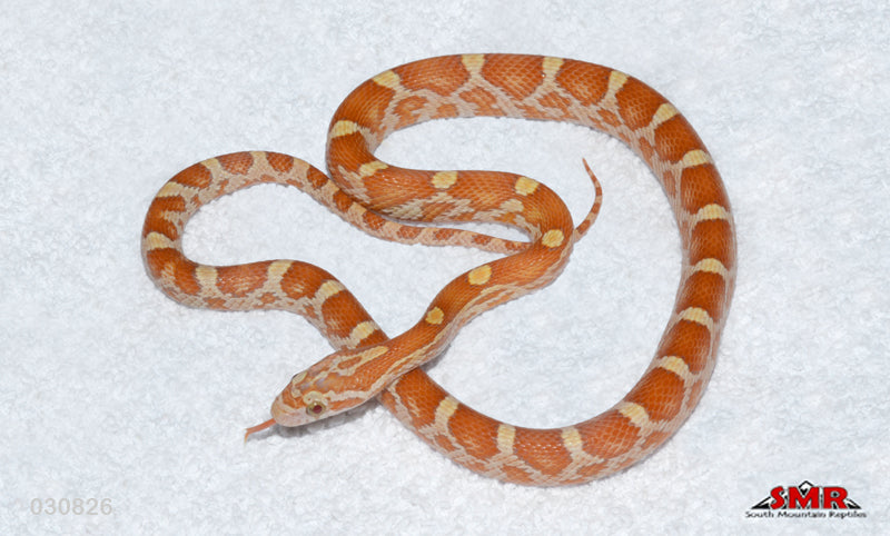 Buf Gold Dust 15" Male – South Mountain Reptiles