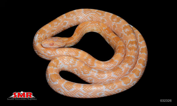 Mandarin 27" Female – South Mountain Reptiles
