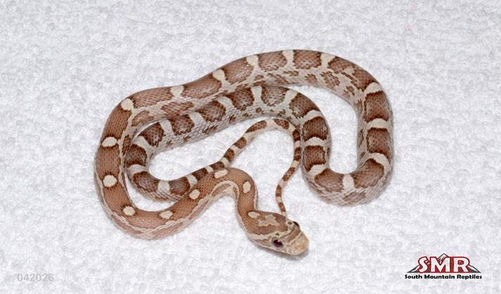 Ghost 14" Male – South Mountain Reptiles