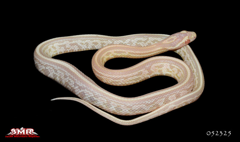 Coral Snow Tessera 18" FEmale – South Mountain Reptiles