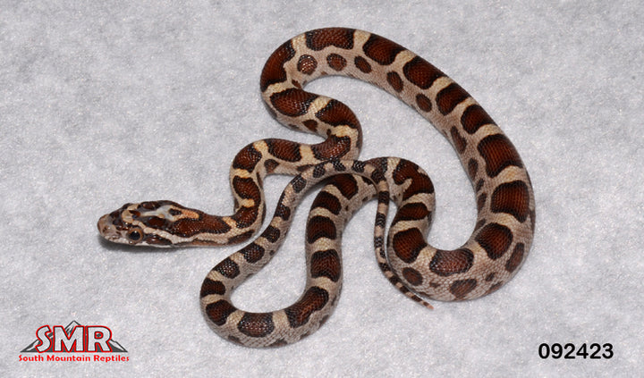 Corn Snakes For Sale - South Mountain Reptiles - Many Morphs Available
