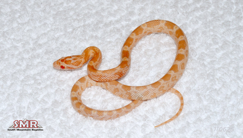 Mandarin Lava 12" Male – South Mountain Reptiles
