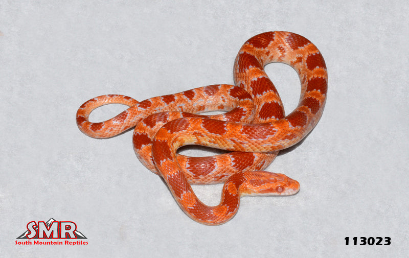 Corn Snakes For Sale - South Mountain Reptiles - Many Morphs Available