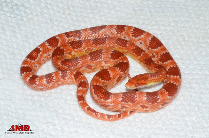 Corn Snakes For Sale - South Mountain Reptiles - Many Morphs Available