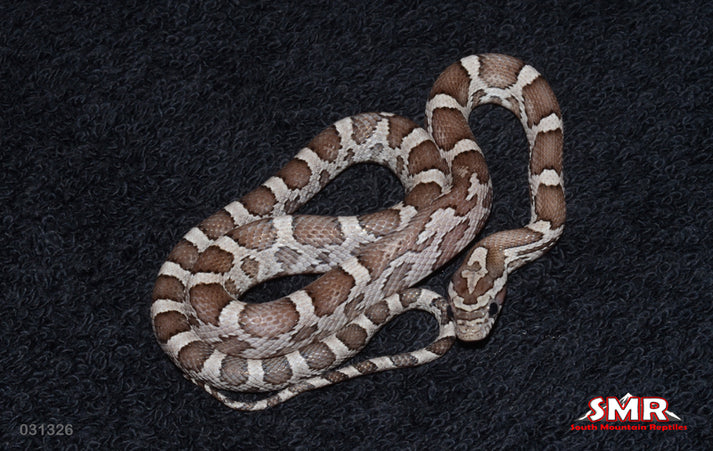 Ghost 13" Male – South Mountain Reptiles