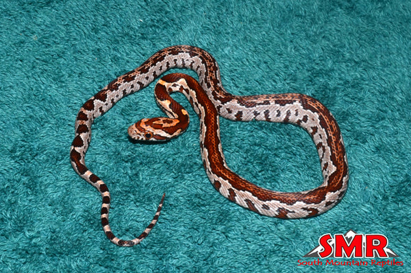 ZagTec corn snake 12" male – South Mountain Reptiles