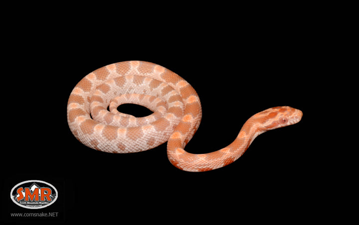 12" Male Mandarin Cornsnake – South Mountain Reptiles
